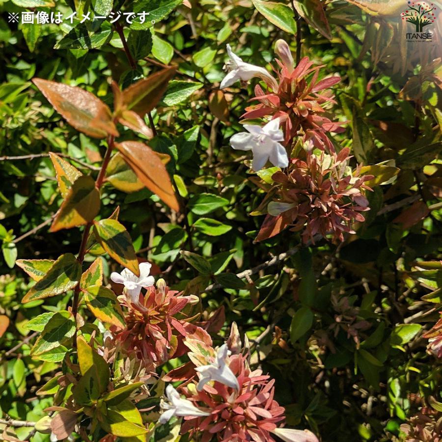 ITANSE アベリア ホープレイズ 花苗 大苗8号鉢/1個売り 花の苗 スイカズラ ガーデニング 庭木 植木 花木 イタンセ公式 : 野菜苗・植物・青果物販売のITANSE - 通販 ...