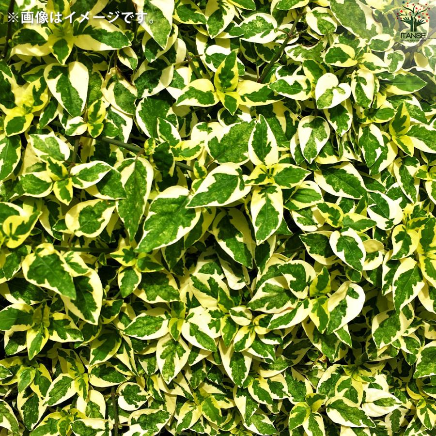 ITANSE アベリア ホープレイズ 花苗 大苗8号鉢/1個売り 花の苗 スイカズラ ガーデニング 庭木 植木 花木 イタンセ公式 : 野菜苗・植物・青果物販売のITANSE - 通販 ...