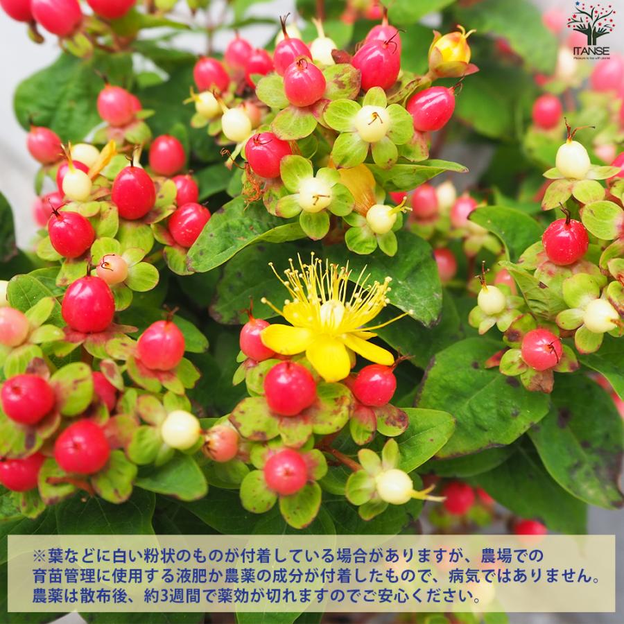 ITANSE ヒペリカム マジカルビューティー 花苗 3.5号ポット/お買い得3個セット オトギリソウ イタンセ公式 : 野菜苗・植物・青果物販売のITANSE - 通販 - Yahoo!ショッピング