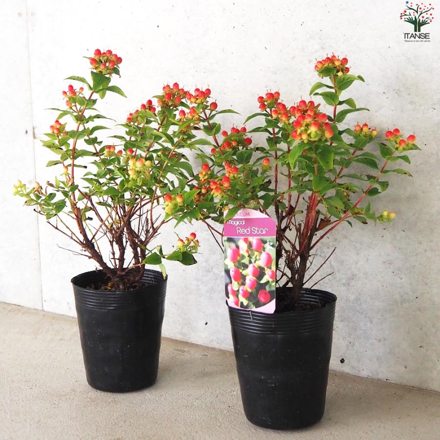 ITANSE ヒペリカム マジカルレッドスター 花苗 3.5号ポット/1個売り オトギリソウ イタンセ公式 :han03384:野菜苗・植物・青果物販売のITANSE - 通販 - Yahoo ...
