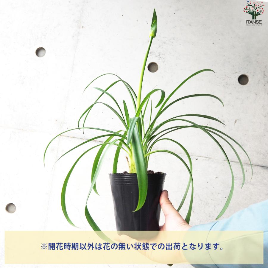 ITANSE アガパンサス 白花 花苗 3.5号ポット/1個売り 花の苗 ユリ 紫君子蘭 イタンセ公式 : 野菜苗・植物・青果物販売のITANSE - 通販 - Yahoo!ショッピング