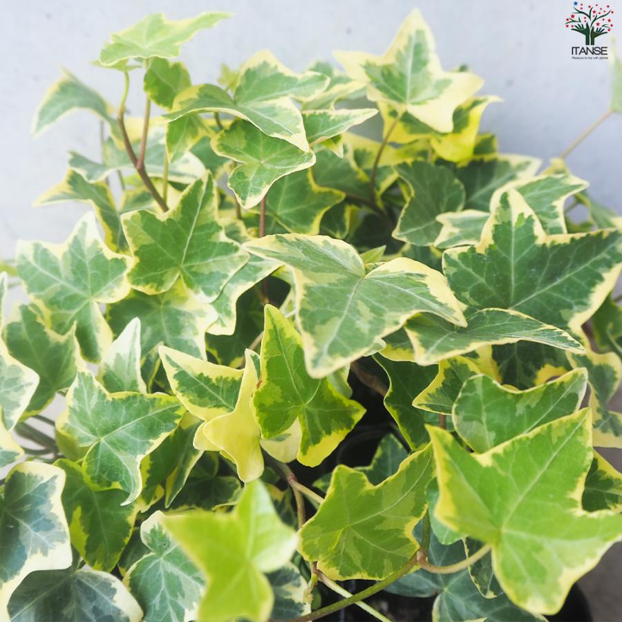 ITANSE ゴールデンヘデラ 花苗 9cmポット/お買い得2個セット 観葉 カラーリーフ グランドカバー ハンギング イタンセ公式 : 野菜苗・植物・青果物販売のITANSE - 通販 ...