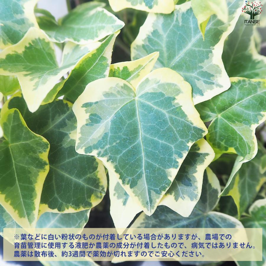 ITANSE ゴールデンヘデラ 花苗 9cmポット/お買い得6個セット 観葉 カラーリーフ グランドカバー ハンギング イタンセ公式 :han03523:野菜苗・植物・青果物販売のITANSE ...
