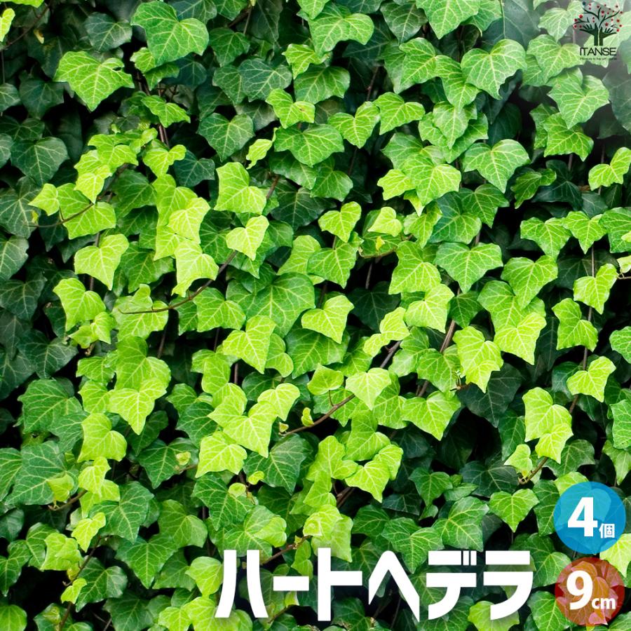 ITANSE ヘデラ ハートヘデラ 花苗 9cmポット/お買い得4個セット カラーリーフ グランドカバー ハンキング 花の苗 イタンセ公式 : 野菜苗・植物・青果物販売のITANSE - 通販 ...