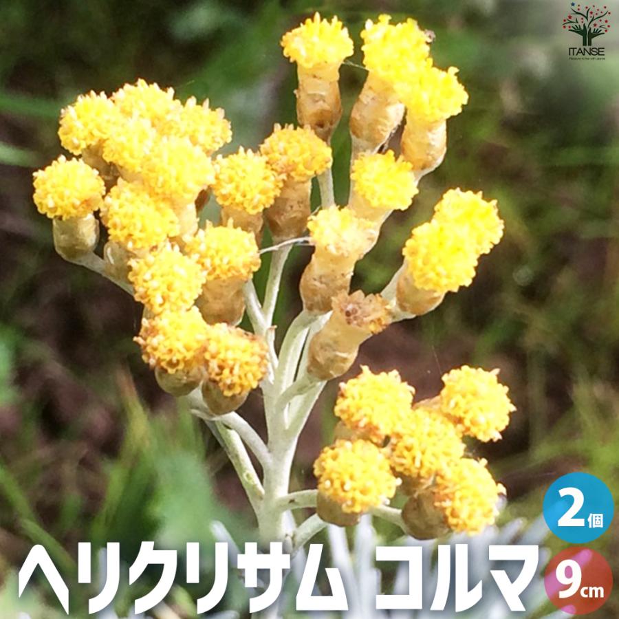 ITANSE ヘリクリサム コルマ 花苗 9cmポット/お買い得2個セット カラーリーフ 花の苗 グランドカバー ハンキング イタンセ公式 : 野菜苗・植物・青果物販売のITANSE - 通販 ...