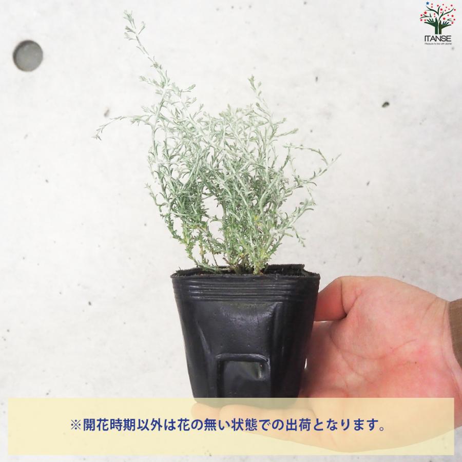 ITANSE プラチーナ 花苗 9cmポット/お買い得3個セット カラーリーフ ハンギング プラティーナ 花の苗 イタンセ公式 : 野菜苗・植物・青果物販売のITANSE - 通販 ...