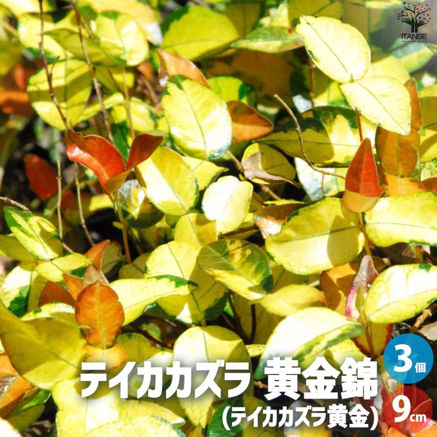 ITANSE テイカカズラ 黄金錦 花苗 9cmポット/お買い得3個セット 花の苗 カラーリーフ グランドカバー ハンギング イタンセ公式 : 野菜苗・植物・青果物販売のITANSE - 通販 ...
