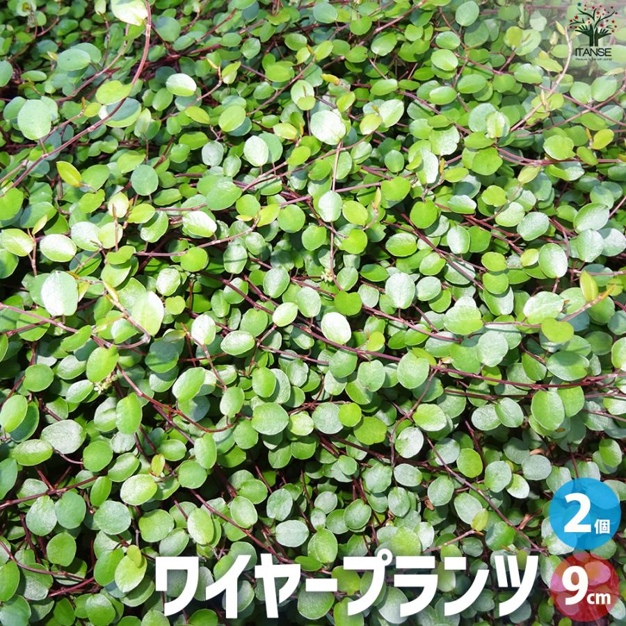 ITANSE ワイヤープランツ 花苗 9cmポット/お買い得2個セット 花の苗 カラーリーフ グランドカバー ハンギング イタンセ公式 : 野菜苗・植物・青果物販売のITANSE - 通販 ...