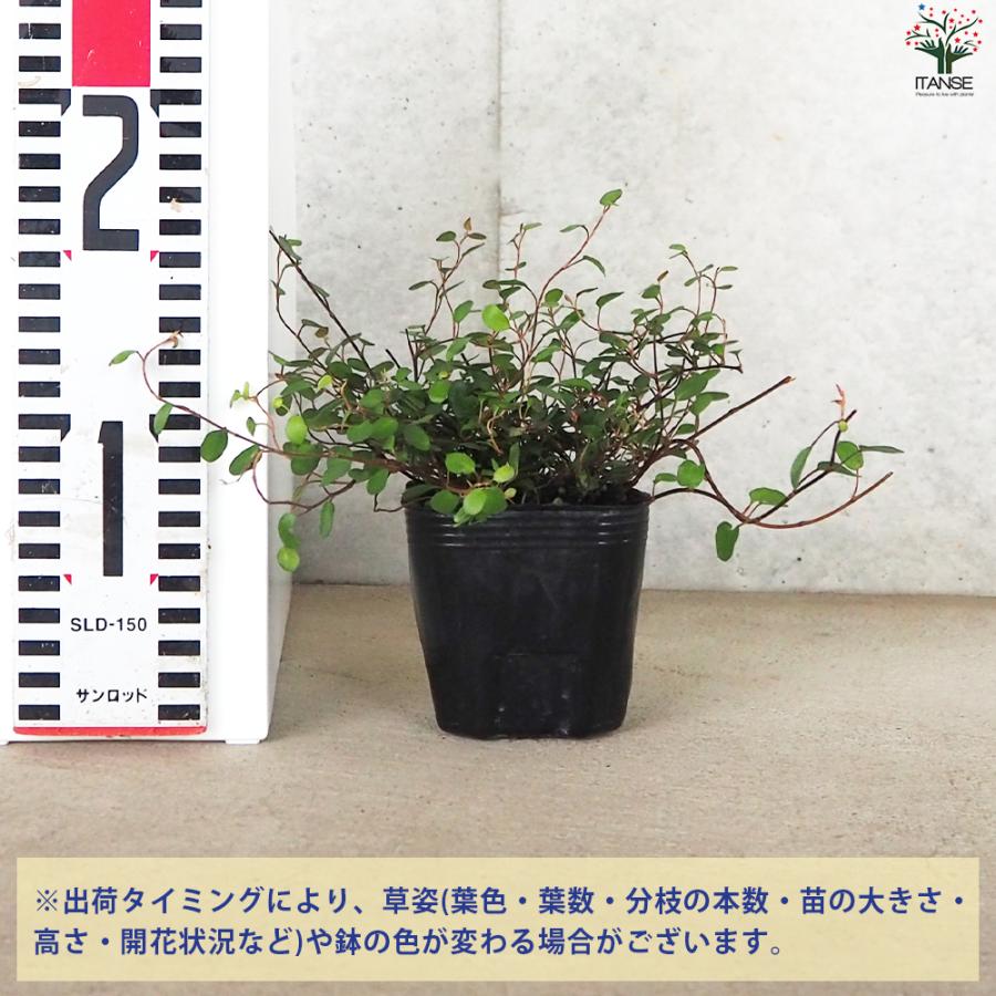 ITANSE ワイヤープランツ 花苗 9cmポット/お買い得2個セット 花の苗 カラーリーフ グランドカバー ハンギング イタンセ公式 : 野菜苗・植物・青果物販売のITANSE - 通販 ...