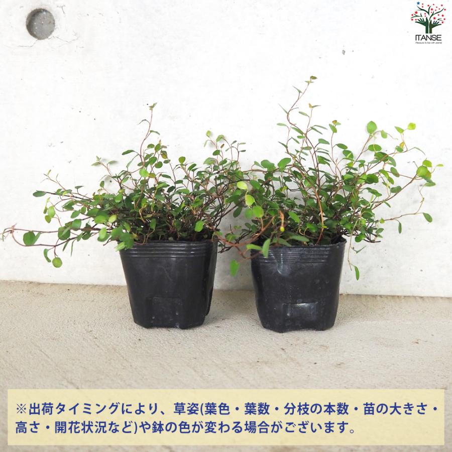 ITANSE ワイヤープランツ 花苗 9cmポット/お買い得2個セット 花の苗 カラーリーフ グランドカバー ハンギング イタンセ公式 : 野菜苗・植物・青果物販売のITANSE - 通販 ...