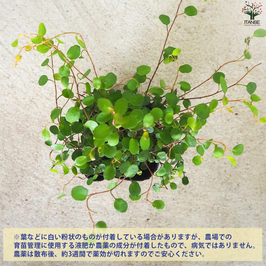 ITANSE ワイヤープランツ 花苗 9cmポット/お買い得2個セット 花の苗 カラーリーフ グランドカバー ハンギング イタンセ公式 : 野菜苗・植物・青果物販売のITANSE - 通販 ...