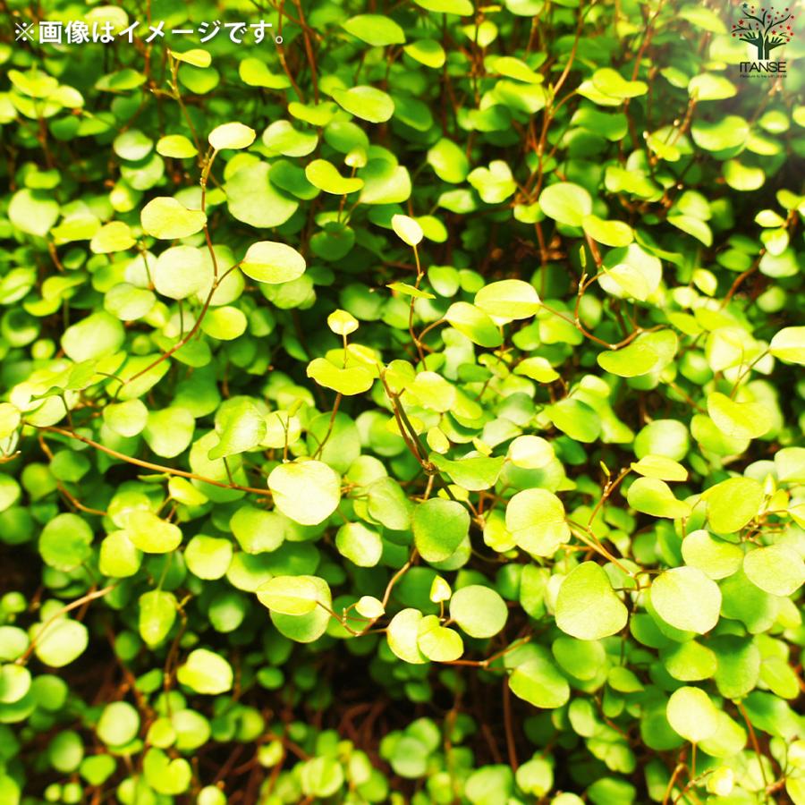 ITANSE ワイヤープランツ 花苗 9cmポット/お買い得2個セット 花の苗 カラーリーフ グランドカバー ハンギング イタンセ公式 : 野菜苗・植物・青果物販売のITANSE - 通販 ...