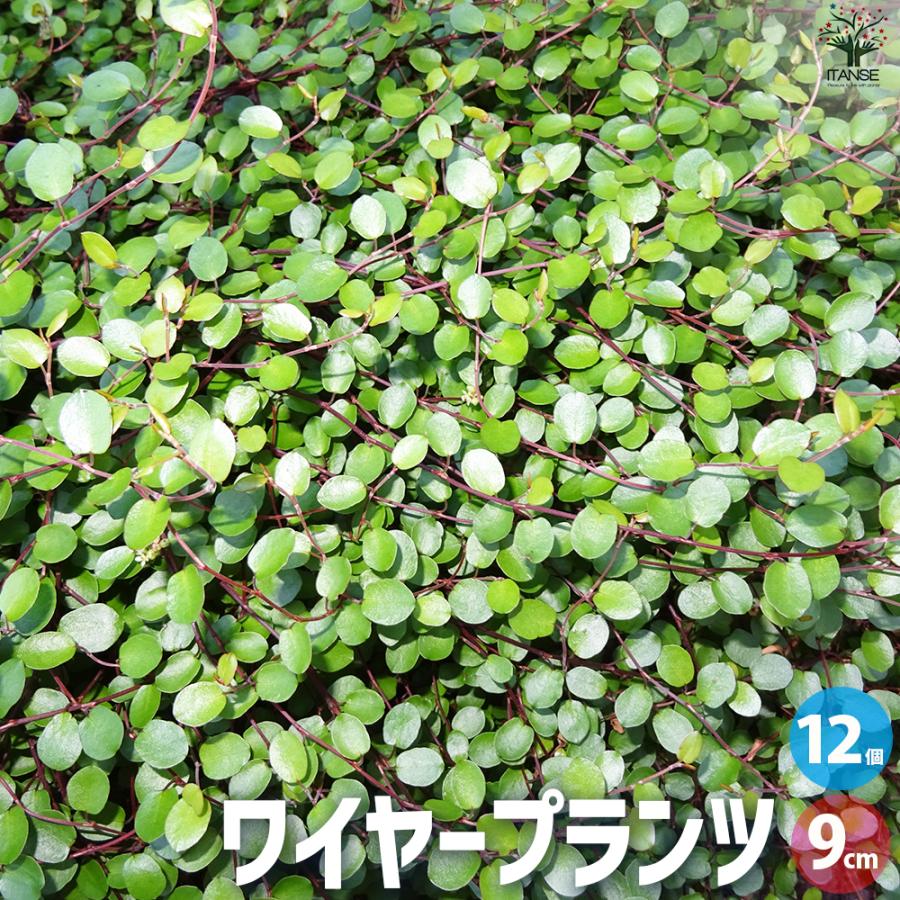 ITANSE ワイヤープランツ 花苗 9cmポット/お買い得12個セット 花の苗 カラーリーフ グランドカバー ハンギング イタンセ公式 : 野菜苗・植物・青果物販売のITANSE - 通販 ...