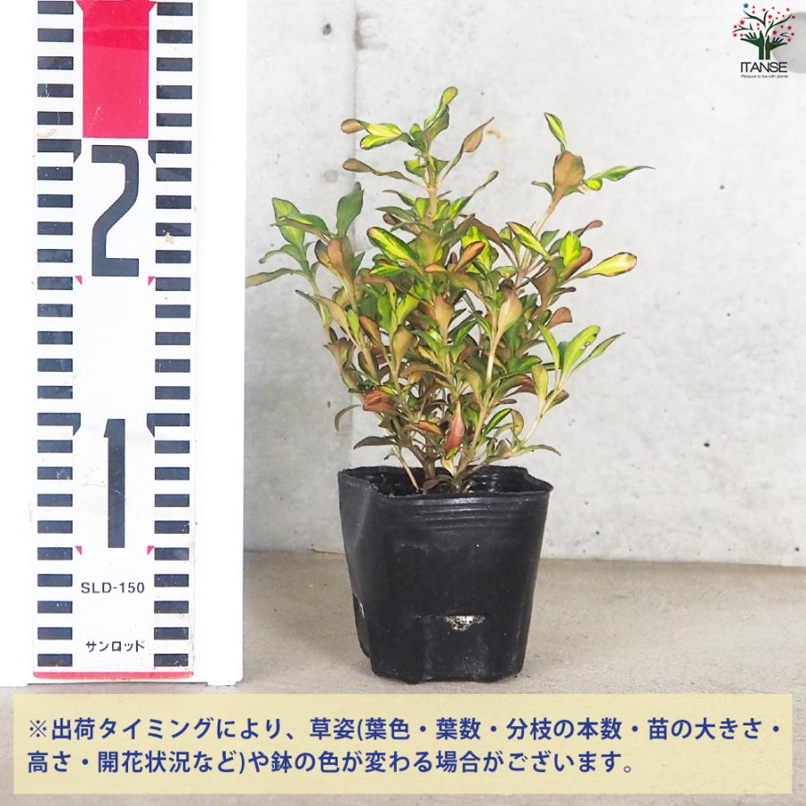 ITANSE コプロスマ 花苗 9cmポット/お買い得3個セット カラーリーフ coprosma オージープランツ イタンセ公式 : 野菜苗・植物・青果物販売のITANSE - 通販 ...