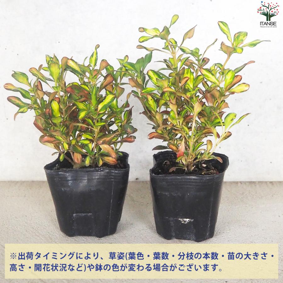 ITANSE コプロスマ 花苗 9cmポット/お買い得12個セット カラーリーフ coprosma オージープランツ イタンセ公式 : 野菜苗・植物・青果物販売のITANSE - 通販 ...