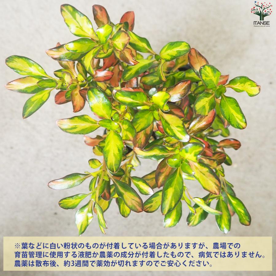ITANSE コプロスマ 花苗 9cmポット/お買い得12個セット カラーリーフ coprosma オージープランツ イタンセ公式 : 野菜苗・植物・青果物販売のITANSE - 通販 ...