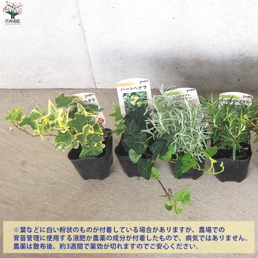 ITANSE 1年中楽しめて手間いらず！カラフルリーフAセット 7品種各1個 花苗 9cmポット/お買い得7個セット カラーリーフ イタンセ : han03628 : 野菜苗・植物・青果物販売 ...