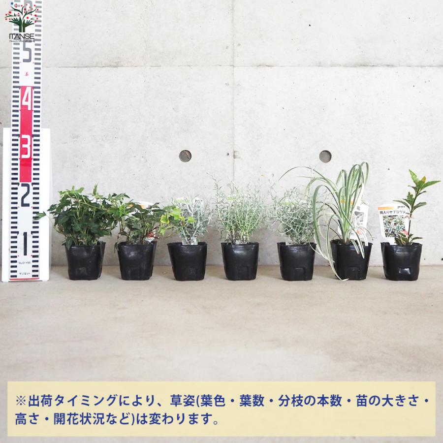 ITANSE 寄せ植えに欠かせない名脇役！リーフBセット 7品種各1個 花苗 9cmポット/お買い得7個セット カラーリーフ イタンセ : han03629 : 野菜苗・植物・青果物販売の ...