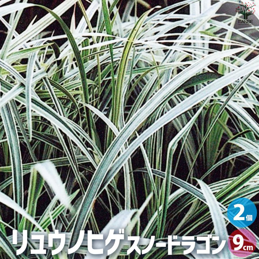 ITANSE リュウノヒゲ スノードラゴン 花苗 9cmポット/お買い得2個セット カラーリーフ 竜の髭 グランドカバー イタンセ公式 : 野菜苗・植物・青果物販売のITANSE - 通販 ...
