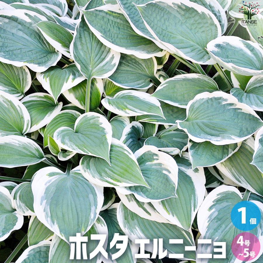 ITANSE ホスタ エルニーニョ 花苗 4〜5号ポット/1個売り 宿根草 Hosta ギボウシ 擬宝珠 シェードガーデン イタンセ公式 :han03648:野菜苗・植物・青果物販売の ...
