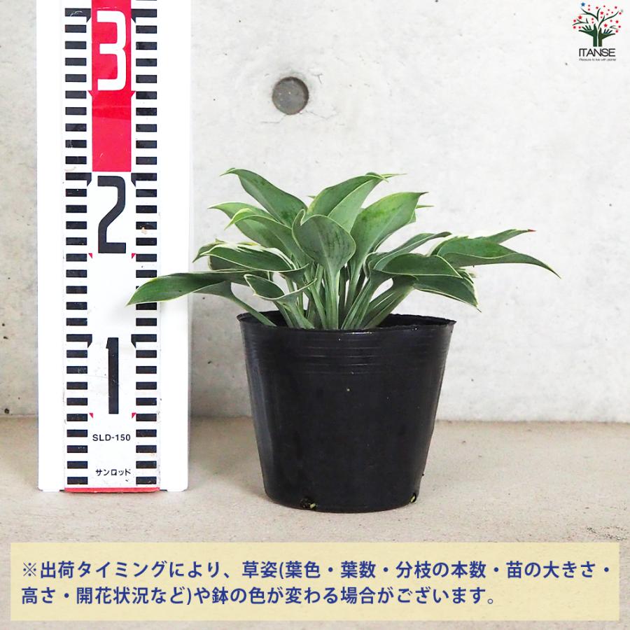 ITANSE ホスタ エルニーニョ 花苗 4〜5号ポット/1個売り 宿根草 Hosta ギボウシ 擬宝珠 シェードガーデン イタンセ公式 : 野菜苗・植物・青果物販売のITANSE - 通販 ...