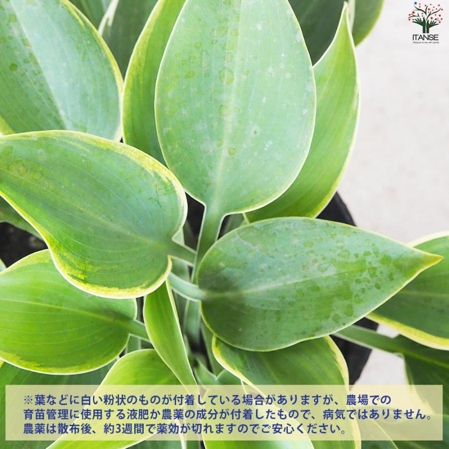 ITANSE ホスタ エルニーニョ 花苗 4〜5号ポット/1個売り 宿根草 Hosta ギボウシ 擬宝珠 シェードガーデン イタンセ公式 : 野菜苗・植物・青果物販売のITANSE - 通販 ...