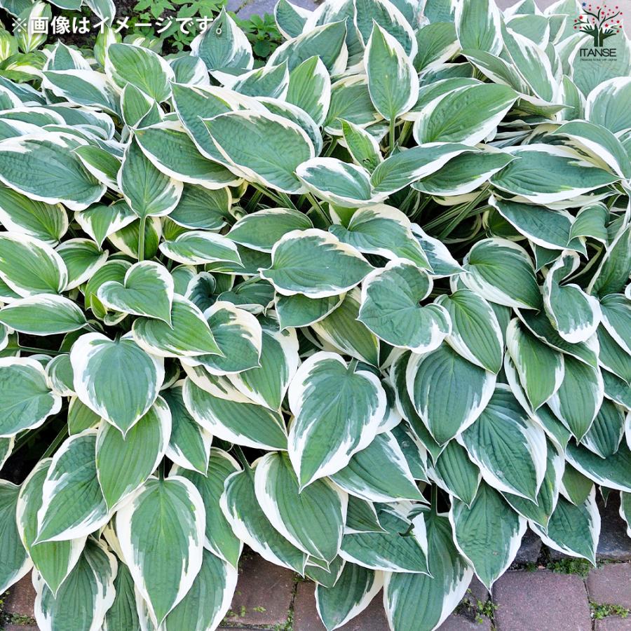 ITANSE ホスタ エルニーニョ 花苗 4〜5号ポット/1個売り 宿根草 Hosta ギボウシ 擬宝珠 シェードガーデン イタンセ公式 : 野菜苗・植物・青果物販売のITANSE - 通販 ...