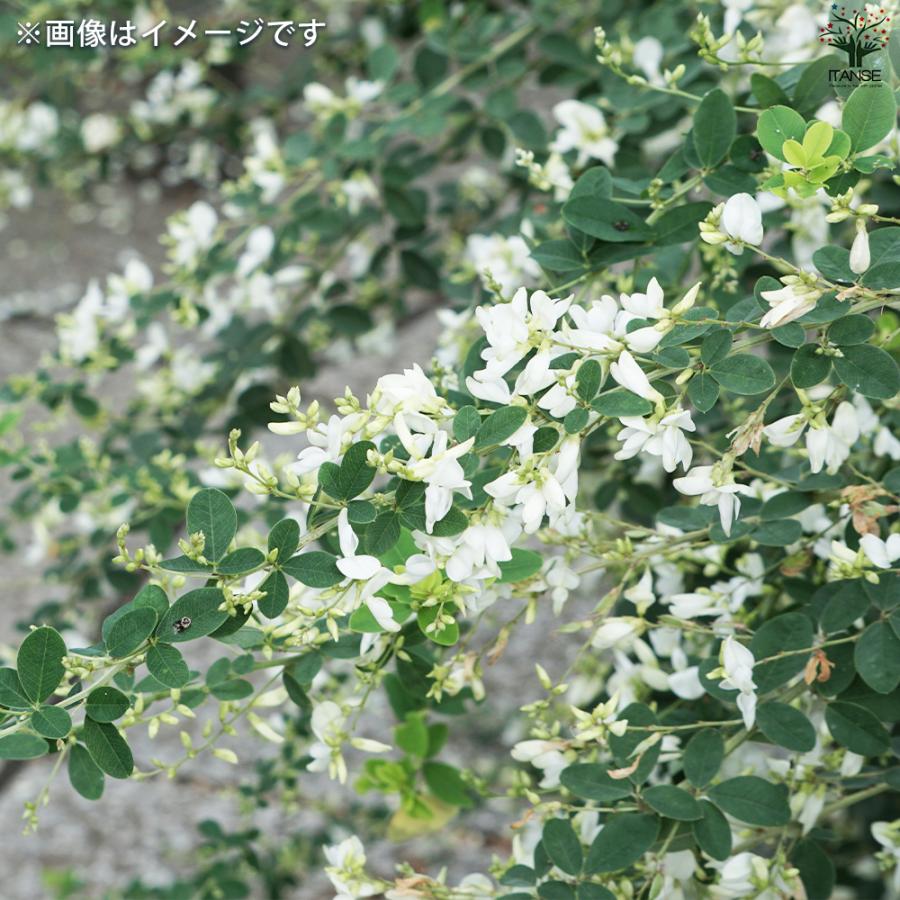 ITANSE 萩 白花萩 ハギ シロバナハギ 庭木 6号鉢/1個売り 秋の七草 マメ科 ハギ属 多年草 園芸品種 カラーリーフ 秋 苗木 イタンセ公式 : 野菜苗・植物・青果物販売の ...