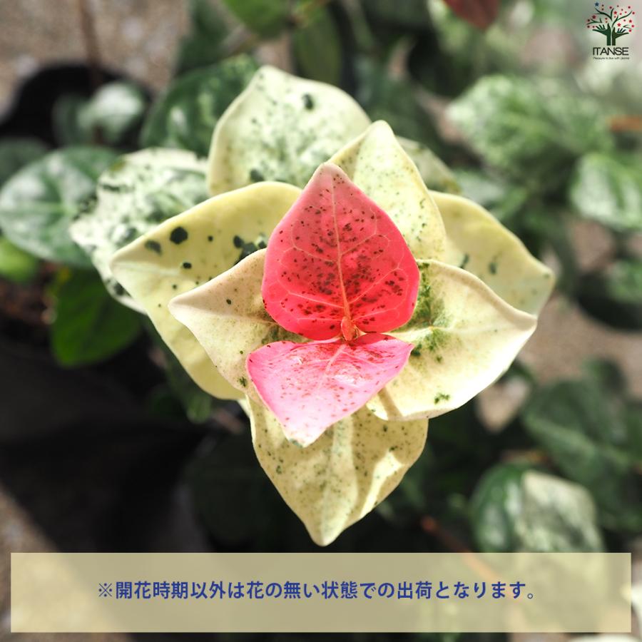 ITANSE 初雪カズラ ピーチ 花苗 3号ポット/お買い得3個セット ハツユキカズラ 初雪カヅラ イタンセ公式 : 野菜苗・植物・青果物販売のITANSE - 通販 - Yahoo!ショッピング