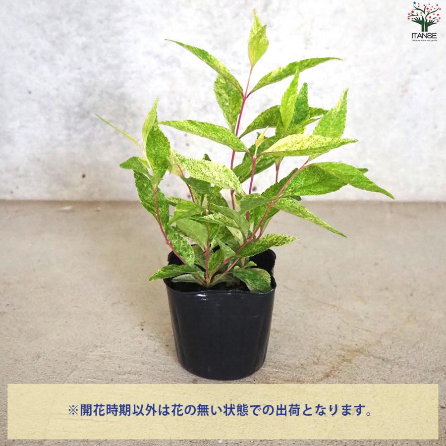 ITANSE 斑入紫式部 花苗 3号ポット/お買い得4個セット 紫々紫 ムラサキシキブ ガーデニング イタンセ公式 : 野菜苗・植物・青果物販売のITANSE - 通販 - Yahoo!ショッピング