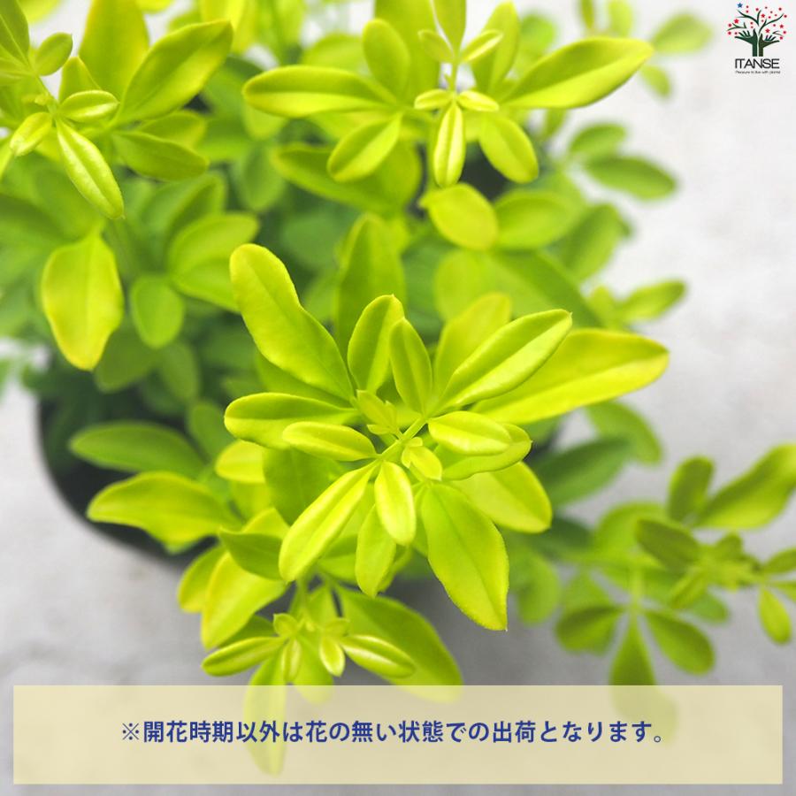 ITANSE ヒマラヤソケイ イエローバタフライ 花苗 3号ポット/1個売り ヒマラヤジャスミン キソケイ イタンセ公式 : 野菜苗・植物・青果物販売のITANSE - 通販 - Yahoo ...
