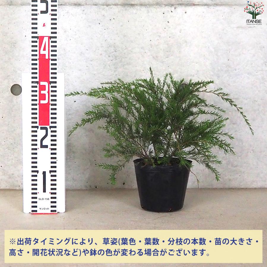 ITANSE バーケア ・リニフォリア 庭木 4.5号ポット/1個売り ベッケア ガーデニングイタンセ公式 : 野菜苗・植物・青果物販売のITANSE - 通販 - Yahoo!ショッピング