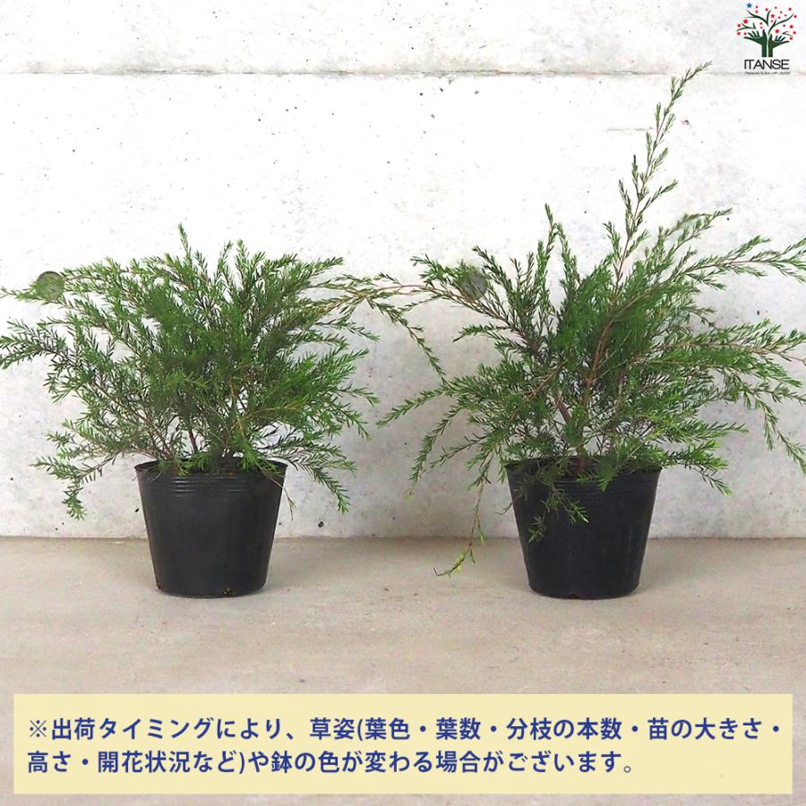ITANSE バーケア ・リニフォリア 庭木 4.5号ポット/1個売り ベッケア ガーデニングイタンセ公式 : 野菜苗・植物・青果物販売のITANSE - 通販 - Yahoo!ショッピング