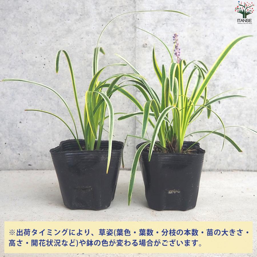 ITANSE グランドカバー 斑入りヤブラン 花苗 9cmポット/お買い得4個セット 花の苗 カラーリーフ ハンギング イタンセ公式 : 野菜苗・植物・青果物販売のITANSE - 通販 ...