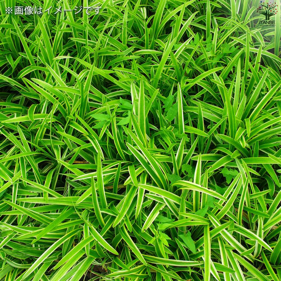 ITANSE グランドカバー 斑入りヤブラン 花苗 9cmポット/お買い得4個セット 花の苗 カラーリーフ ハンギング イタンセ公式 : 野菜苗・植物・青果物販売のITANSE - 通販 ...