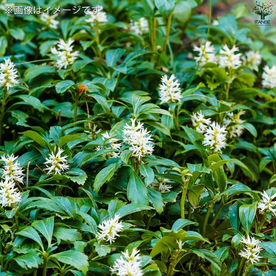 ITANSE グランドカバー フッキソウ 花苗 9cmポット/お買い得3個セット 花の苗 カラーリーフ ハンギング イタンセ公式 : 野菜苗・植物・青果物販売のITANSE - 通販 ...