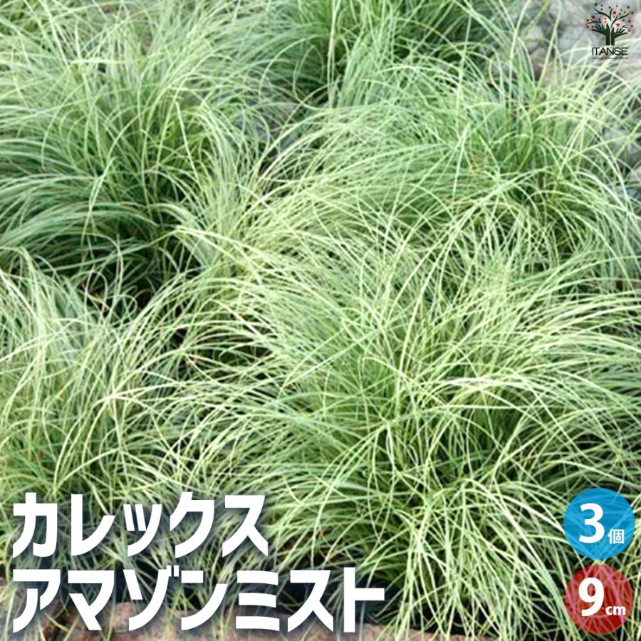 ITANSE カレックス アマゾンミスト 花苗 9cmポット/お買い得3個セット カラーリーフ 草の苗 草 カヤツリグサ イタンセ公式 : 野菜苗・植物・青果物販売のITANSE - 通販 ...