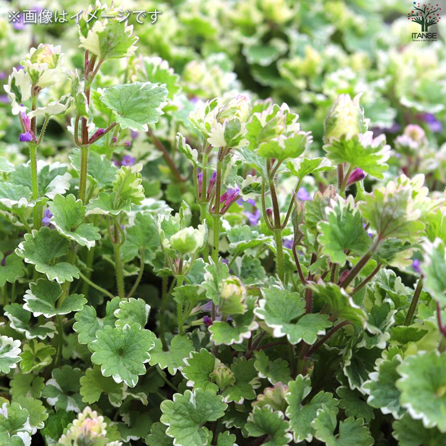 ITANSE 斑入りグレコマ 花苗 9cmポット/お買い得12個セット グランドカバー 垣通し 連銭草 カラーリーフ 敷物 芝 イタンセ公式 : 野菜苗・植物・青果物販売のITANSE ...