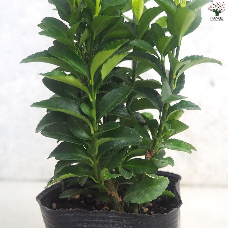 ITANSE マサキ グリーンジャンプ 庭木 9cmポット/お買い得3個セット グランドカバー カラーリーフ 敷物 芝生 イタンセ公式 : 野菜苗・植物・青果物販売のITANSE - 通販 ...