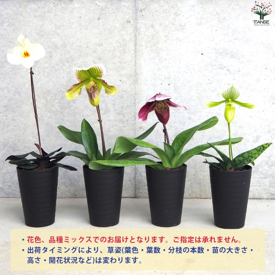 ITANSE パフィオペディルム 見計いmix 花苗 3.5号ポット/お買い得3個セット パフィオペディラム ガーデニング イタンセ公式 : 野菜苗・植物・青果物販売のITANSE - 通販 ...