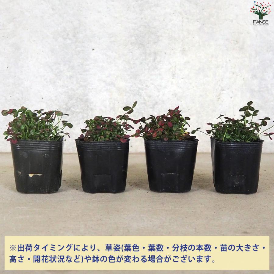 ITANSE クローバー ティント ワイン 9cmポット/お買い得2個セット カラーリーフ グランドカバー 寄せ植え イタンセ公式 : 野菜苗・植物・青果物販売のITANSE - 通販 ...