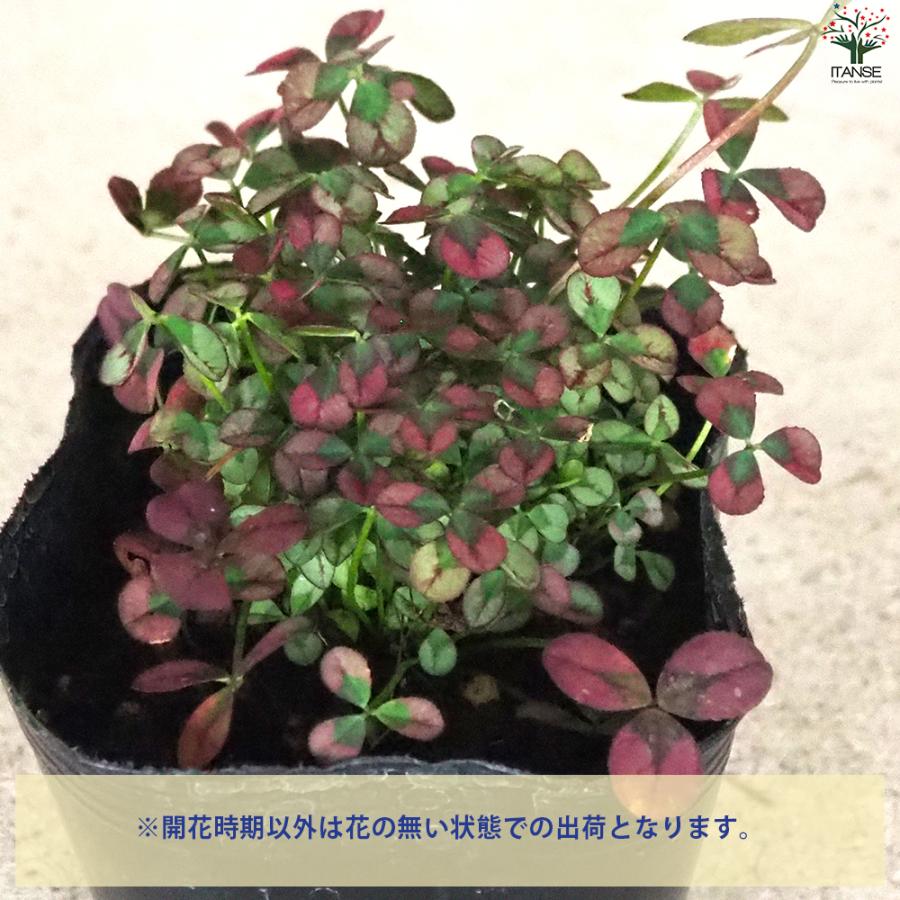 ITANSE クローバー ティント ワイン 9cmポット/お買い得2個セット カラーリーフ グランドカバー 寄せ植え イタンセ公式 : 野菜苗・植物・青果物販売のITANSE - 通販 ...
