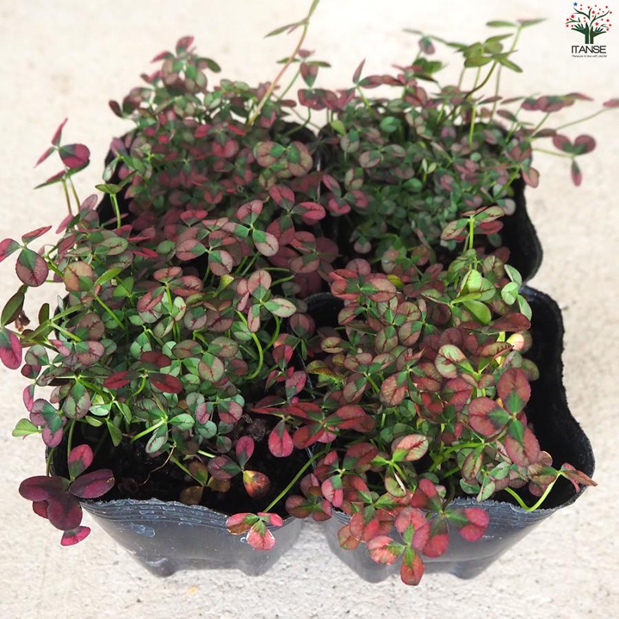 ITANSE クローバー ティント ワイン 9cmポット/お買い得2個セット カラーリーフ グランドカバー 寄せ植え イタンセ公式 : 野菜苗・植物・青果物販売のITANSE - 通販 ...