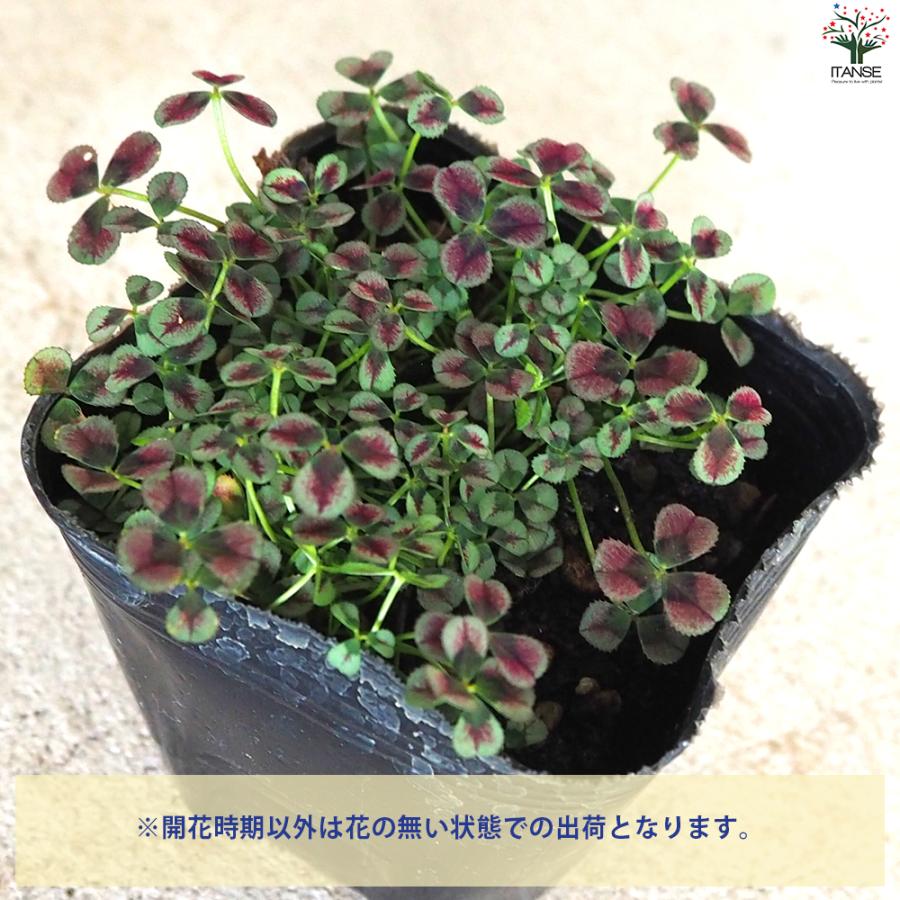 ITANSE クローバー ティント ガーネット 9cmポット/お買い得3個セット カラーリーフ グランドカバー 寄せ植え イタンセ公式 : 野菜苗・植物・青果物販売のITANSE - 通販 ...