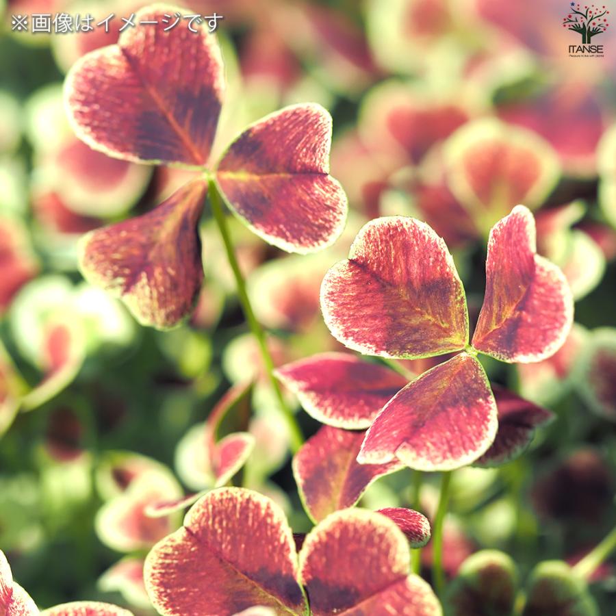 ITANSE クローバー ティント ガーネット 9cmポット/お買い得3個セット カラーリーフ グランドカバー 寄せ植え イタンセ公式 : 野菜苗・植物・青果物販売のITANSE - 通販 ...