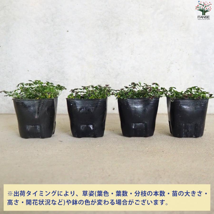 ITANSE クローバー ティント ルージュ 9cmポット/お買い得2個セット カラーリーフ グランドカバー 寄せ植え イタンセ公式 : 野菜苗・植物・青果物販売のITANSE - 通販 ...