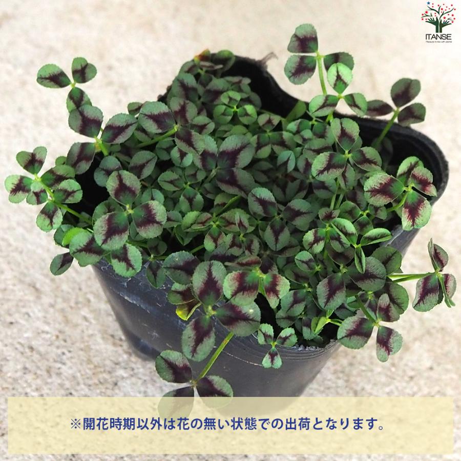 ITANSE クローバー ティント ルージュ 9cmポット/お買い得2個セット カラーリーフ グランドカバー 寄せ植え イタンセ公式 : 野菜苗・植物・青果物販売のITANSE - 通販 ...