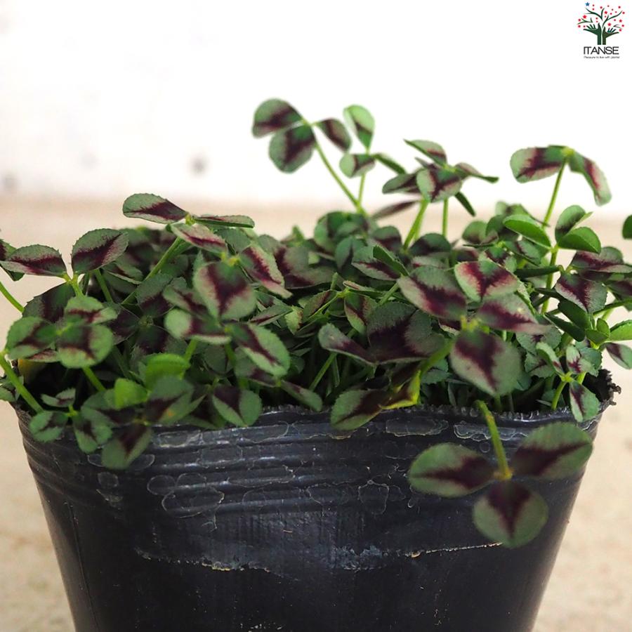 ITANSE クローバー ティント ルージュ 9cmポット/お買い得3個セット カラーリーフ グランドカバー 寄せ植え イタンセ公式 : 野菜苗・植物・青果物販売のITANSE - 通販 ...