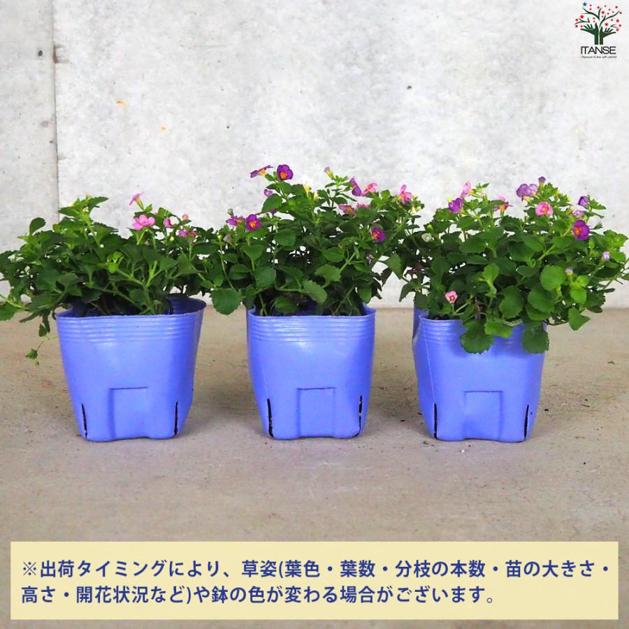 ITANSE カラーズ ステラ 花苗 10.5cm/お買い得2個セット 色MIX ハンギング ミックス 園芸品種 イタンセ公式 : 野菜苗・植物・青果物販売のITANSE - 通販 ...