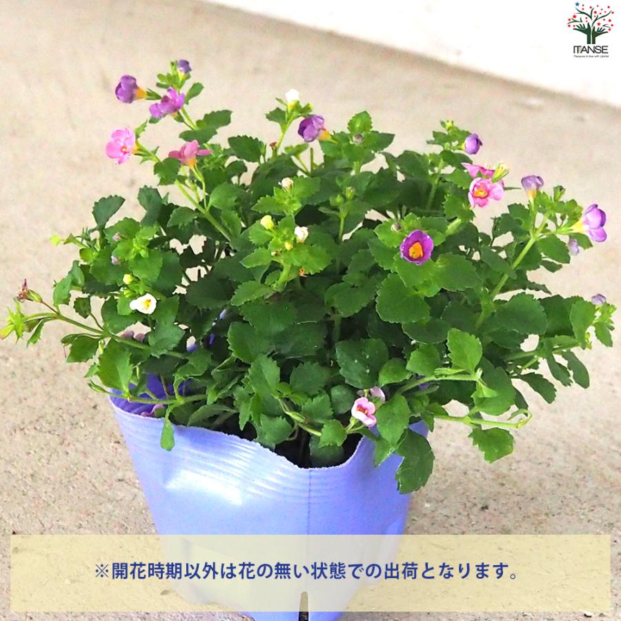 ITANSE カラーズ ステラ 花苗 10.5cm/お買い得2個セット 色MIX ハンギング ミックス 園芸品種 イタンセ公式 : 野菜苗・植物・青果物販売のITANSE - 通販 ...